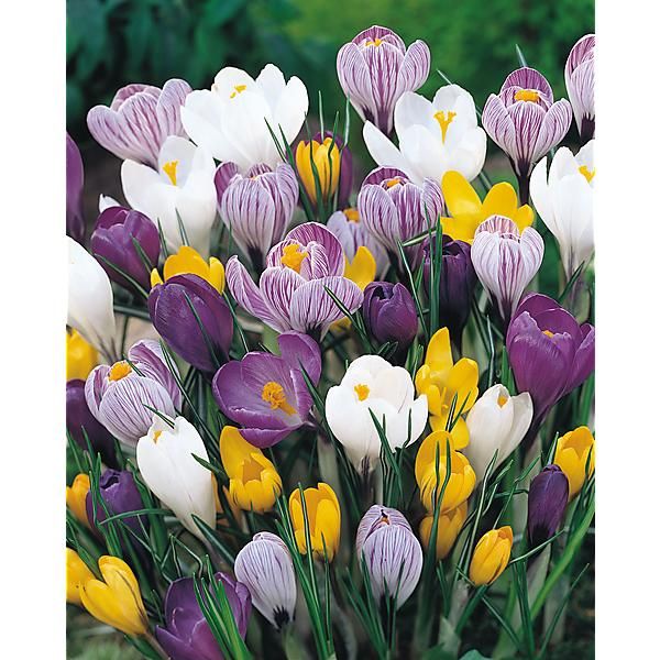 Crocus Colour Carnival - Graines Baumaux