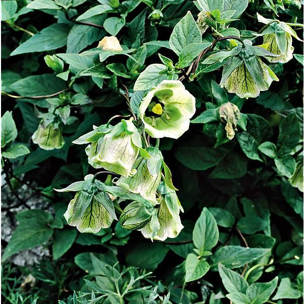 Codonopsis Pilosula - Graines Baumaux