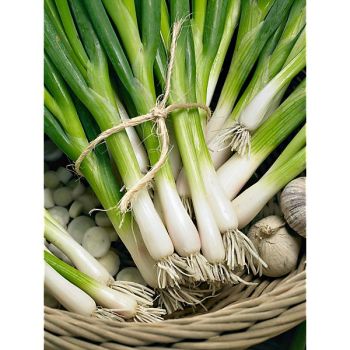 Ciboule Red Ninja - Graines Baumaux