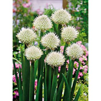 Ciboule Red Toga - Graines Baumaux