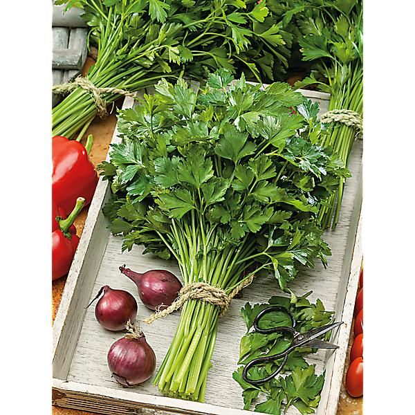 Persil Géant D'italie (gigante D'italia) - Graines Baumaux