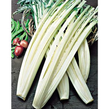 Graines de Cardons | Achetez vos semences en ligne ! - Graines Baumaux