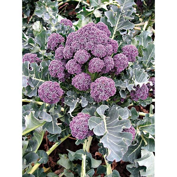 Chou-brocoli à Jet F1 Santee - Graines Baumaux