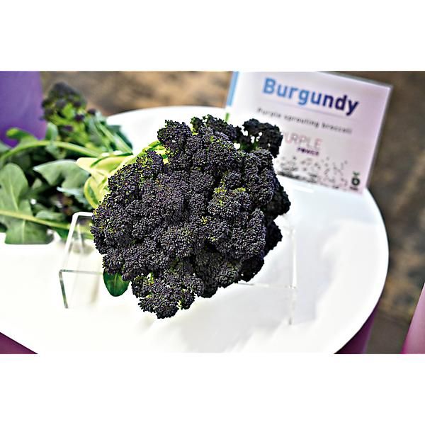 Chou-brocoli à Jet F1 Santee - Graines Baumaux