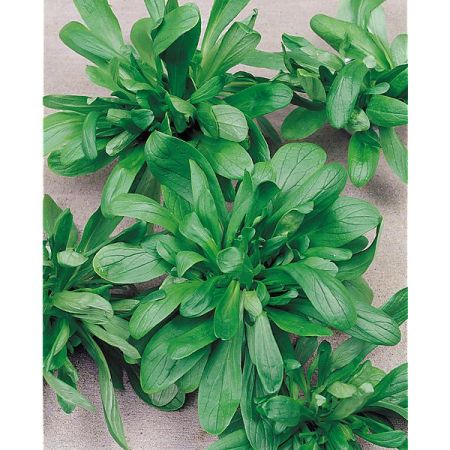 Achat en ligne de Graines Potagères | Graines Baumaux