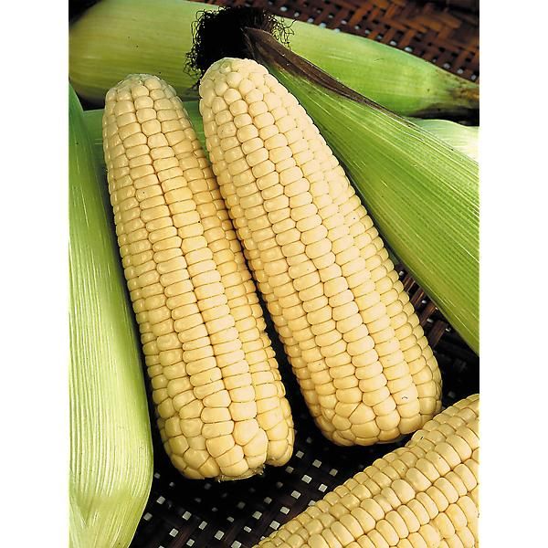Graines de Maïs Potagers | Semences Graines Baumaux