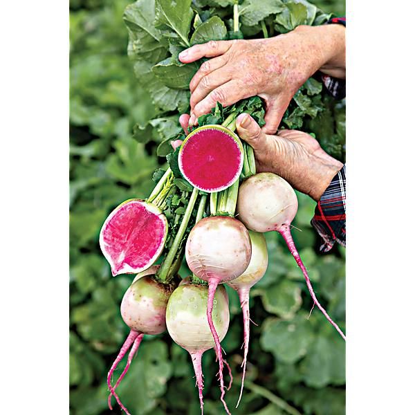 Radis Red Meat - Graines Baumaux