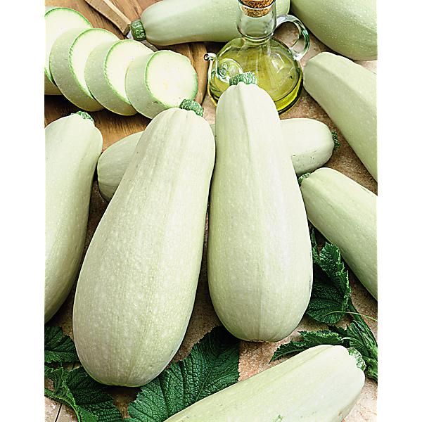 Courgette Long White Bush 2 - Graines Baumaux