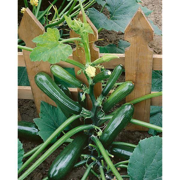 Courgette F1 Black Forest - Graines Baumaux