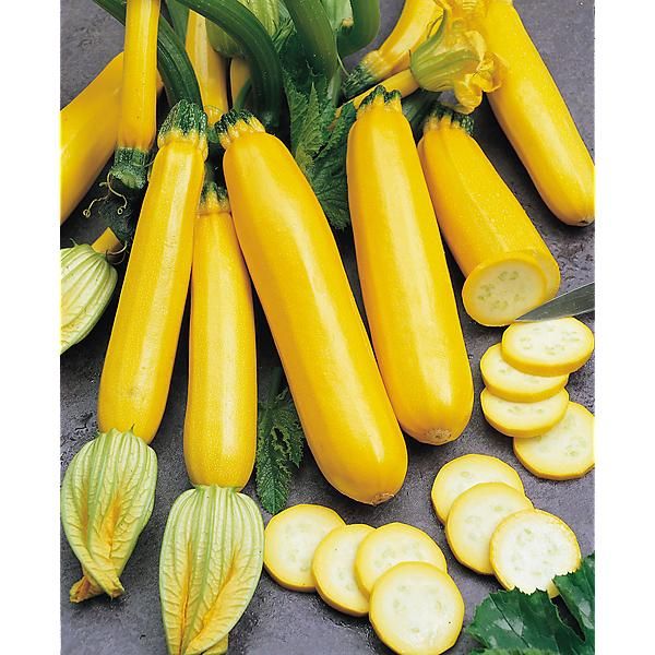 Courgette F1 Atena Polka - Graines Baumaux