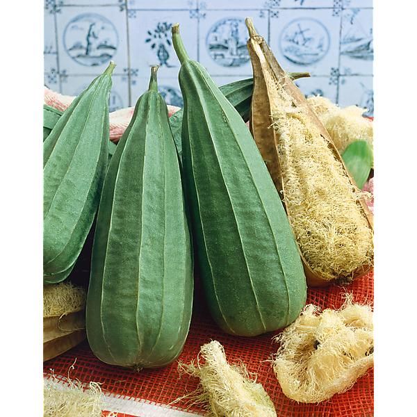 Luffa Cylindrica (courge éponge) - Graines Baumaux