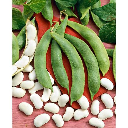 Achat en ligne de Graines Potagères | Graines Baumaux