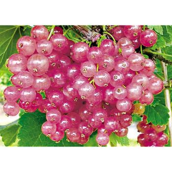 Groseillier Rovada - Graines Baumaux