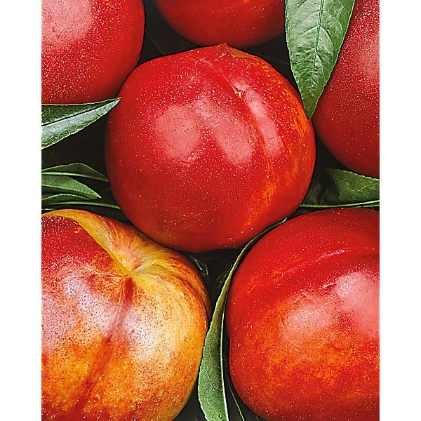Nectarinier Red Gold - Graines Baumaux