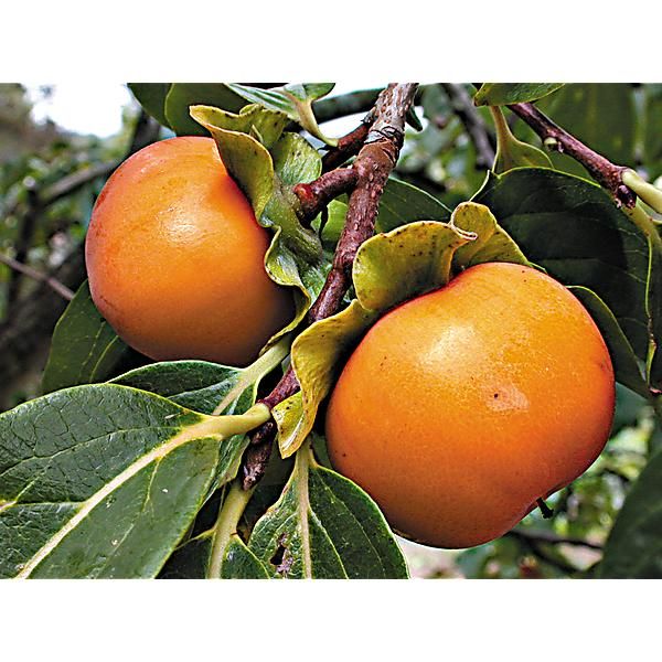 Kaki Ou Plaqueminier (diospyros Kaki) Rojo Brillante - Graines Baumaux