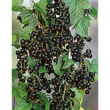 Cassissier Andega - Graines Baumaux