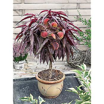 Fruitiers » LOVE FRUIT HOME - Graines Baumaux