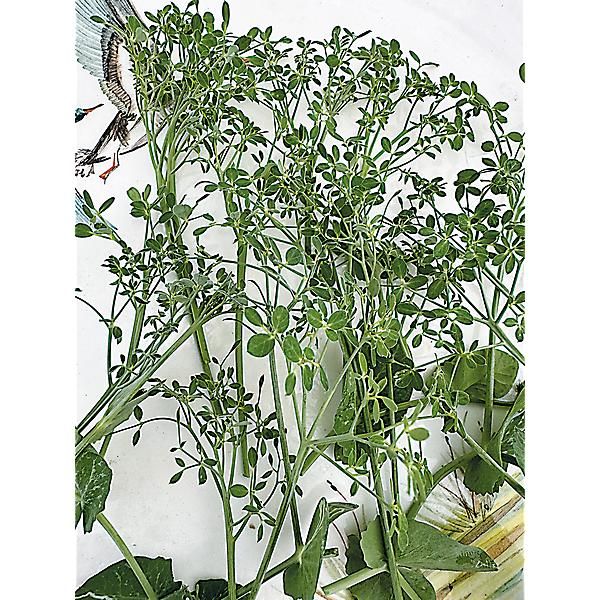 Pois Persil Akacia - Graines Baumaux