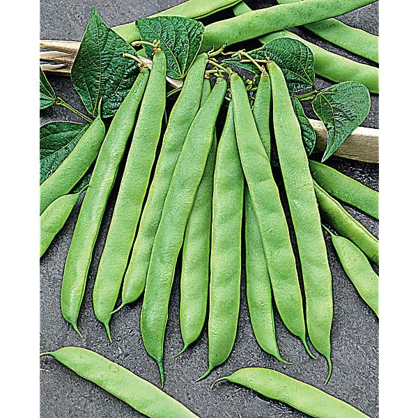Haricot Nain Mangetout Plati - Graines Baumaux